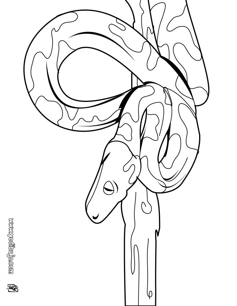 Boa Coloring Constrictor Snake Pages Python Snakes Color Anaconda Print ...