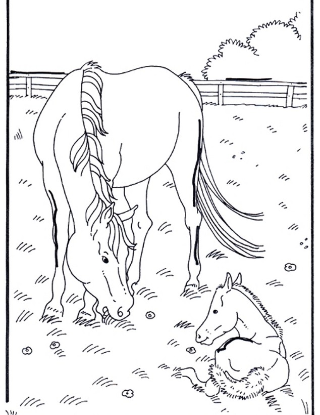 Coloring Potro Dibujar Fohlen Cavalos Foal Ausmalbild Pferde ...