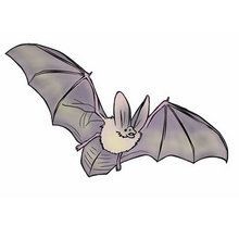 Murcielago : Dibujos para Colorear, Dibujo para Niños, Lecturas ...