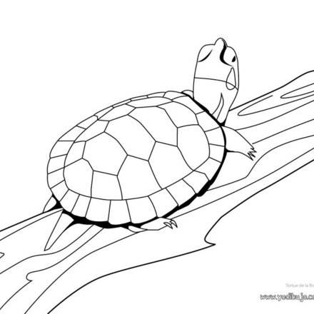 Colorear dibujos TORTUGA - 20 dibujos de animales para colorear y ...