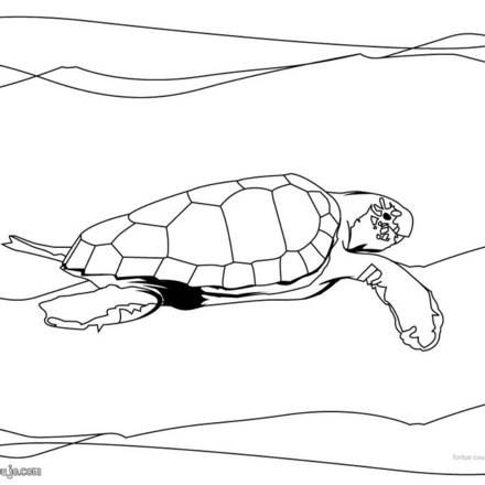 Colorear dibujos TORTUGA - 20 dibujos de animales para colorear y ...