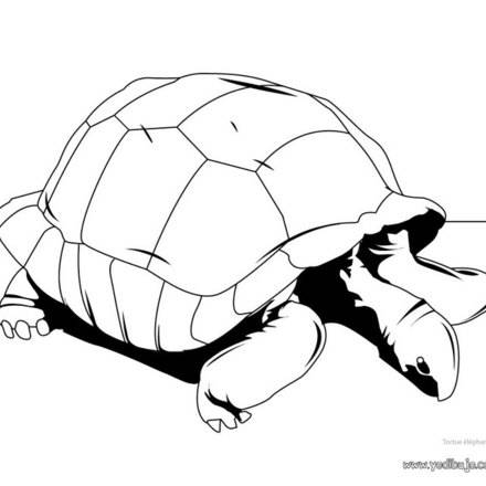 Colorear dibujos TORTUGA - 20 dibujos de animales para colorear y ...