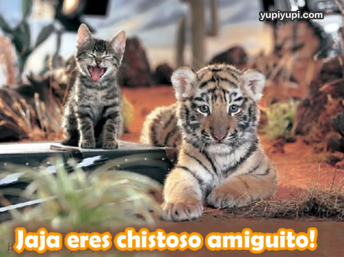 Imagenes chistosas de tigres - Imagui