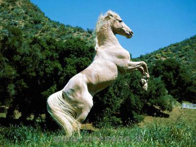 Caballos tiernos - Imagui