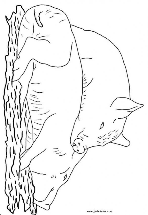 Dibujo de marranos - Imagui